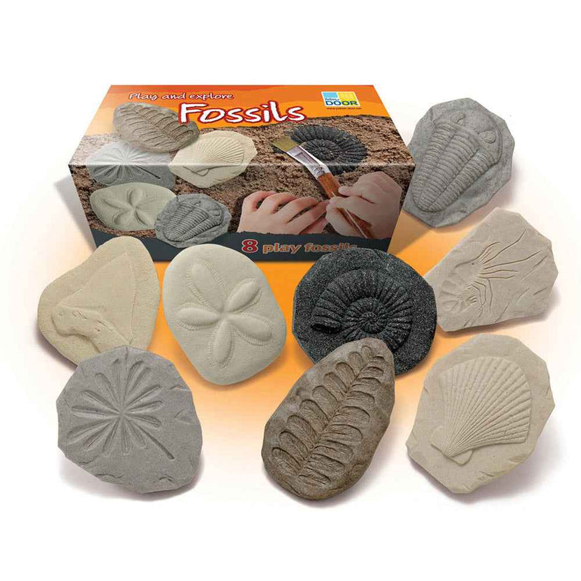 Play & Explore Fossils Pk 8 - The Ministry of Outdoor Education