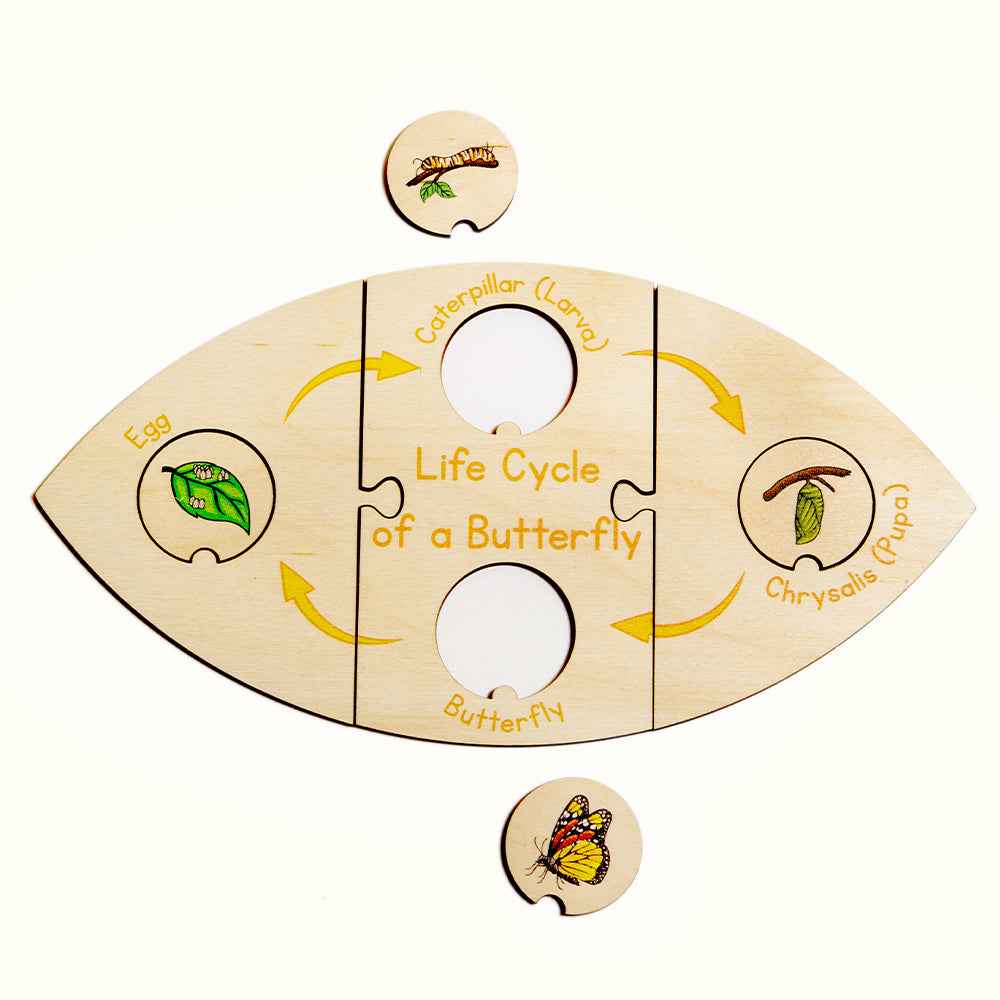 Life Cycle Puzzle - Butterfly -Â The Ministry of Outdoor Education