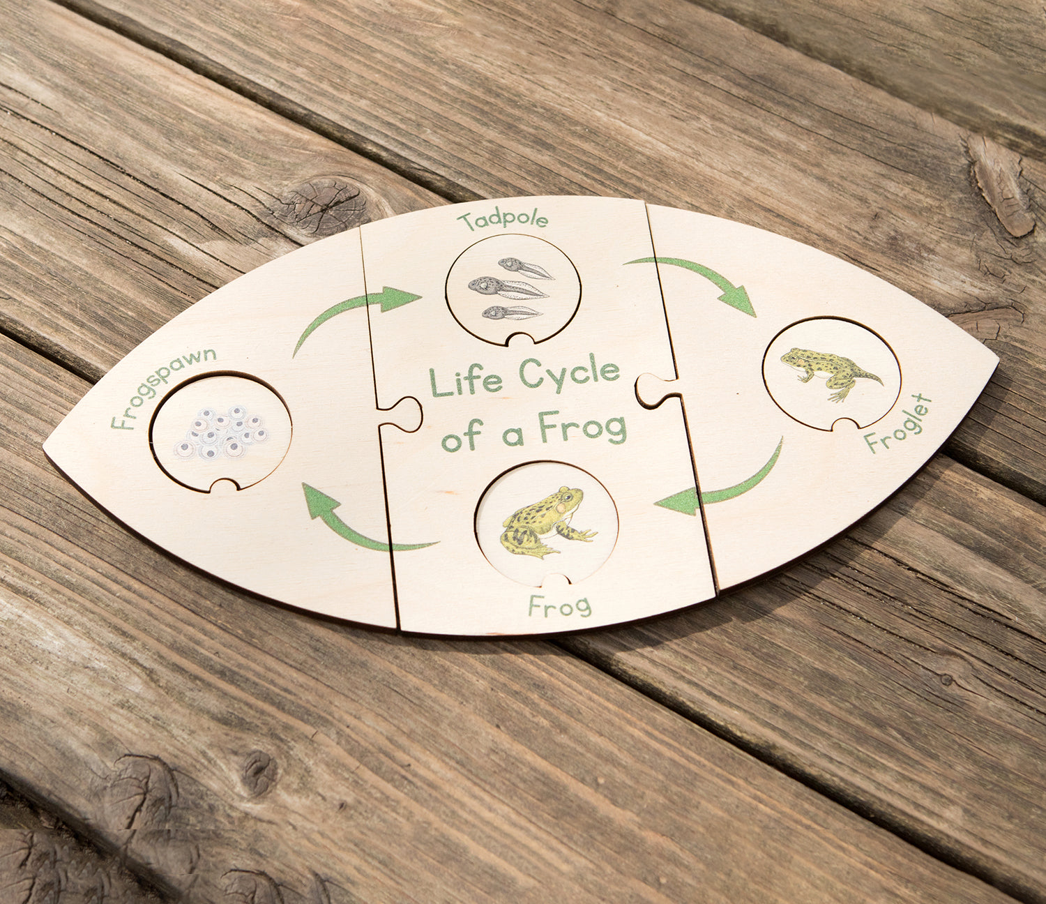 Life Cycle Puzzle - Frog - The Ministry of Outdoor Education