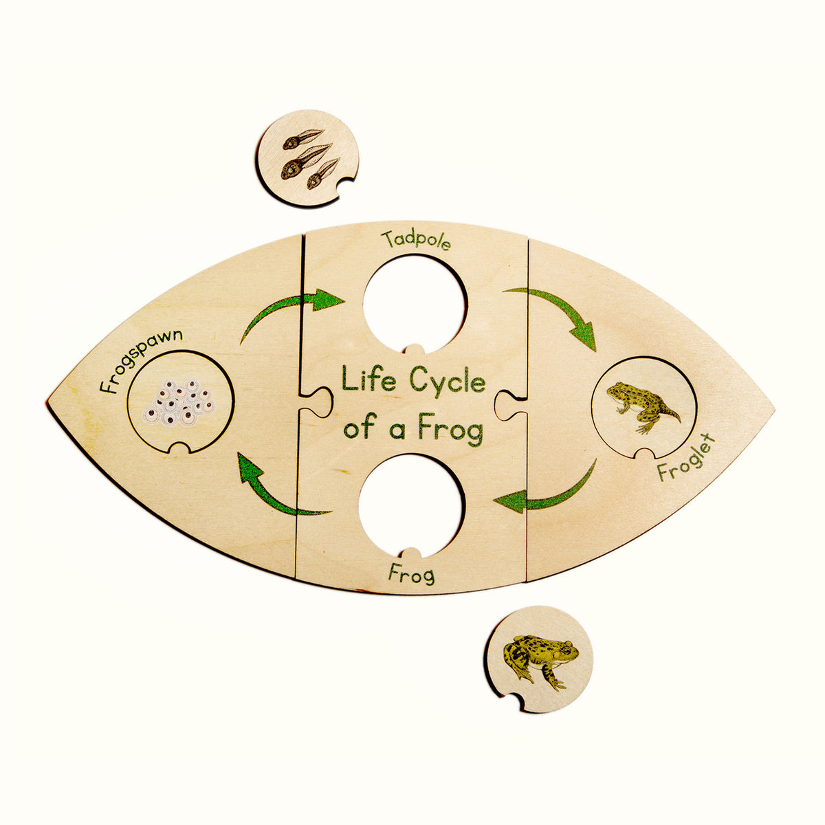 Life Cycle Puzzle - Frog - The Ministry of Outdoor Education